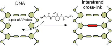 Interstrand cross-link of DNA by covalently linking a pair of abasic ...