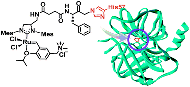 Creation of an artificial metalloprotein with a Hoveyda–Grubbs catalyst ...