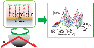 In situ monitoring of the DNA hybridization by attenuated total ...