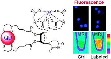 A DTTA-ligated uridine–quantum dot conjugate as a bimodal contrast ...