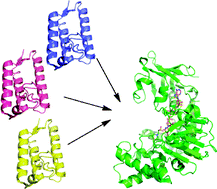 Blending Baeyer–Villiger monooxygenases: using a robust BVMO as a ...
