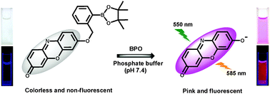 A new resorufin-based spectroscopic probe for simple and sensitive ...