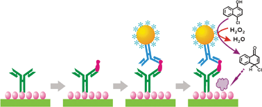 Immunogold labeling-induced synergy effect for amplified ...