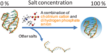 Stable G-quadruplex structure in a hydrated ion pair: cholinium cation ...