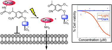 Photocaged permeability: a new strategy for controlled drug release ...