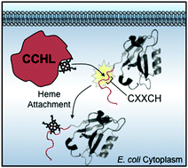 Cytochrome c heme lyase can mature a fusion peptide composed of the ...