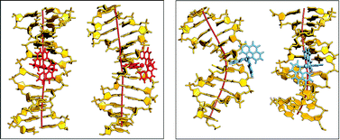 Enantiospecific kinking of DNA by a partially intercalating metal ...