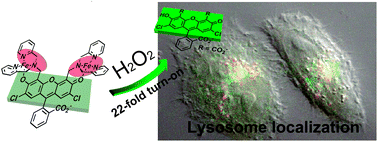 A fluorescence turn-on H2O2 probe exhibits lysosome-localized ...