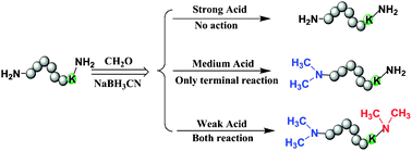 Isobaric cross-sequence labeling of peptides by using site-selective N ...