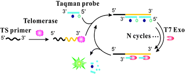 A sensitive fluorescence strategy for telomerase detection in cancer ...