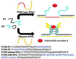 A highly selective G-quadruplex-based luminescent switch-on probe for the detection of gene ...