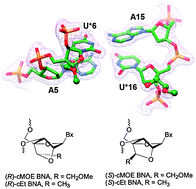Structure and nuclease resistance of 2′,4′-constrained 2′-O ...