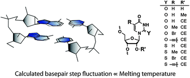 Prediction of the stability of modified RNA duplexes based on ...