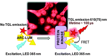 Time-gated luminescence microscopy with responsive nonmetal probes for ...