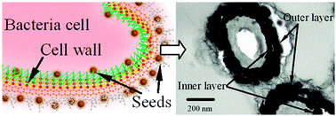 Bioinspired metal–cell wall–metal sandwich structure on an individual ...