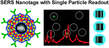 Multilayered shell SERS nanotags with a highly uniform single-particle ...