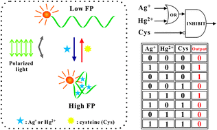 A versatile molecular beacon-like probe for multiplexed detection based ...