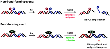 Pcr Amplification
