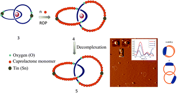 A supramolecularly templated catenane initiator and a controlled ring ...