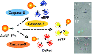 Cascade imaging of proteolytic pathways in cancer cells using ...