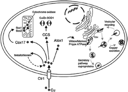 Medicinal gold compounds form tight adducts with the copper chaperone ...
