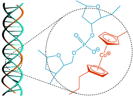 DNA-induced chirality in water-soluble poly(cobaltoceniumethylene ...