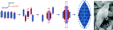 Self-assembled structures of CuO primary crystals synthesized from Cu ...