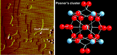 Posner's cluster revisited: direct imaging of nucleation and growth of ...