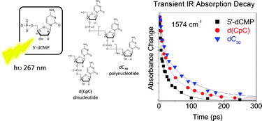 Ultrafast IR spectroscopy of polymeric cytosine nucleic acids reveal ...