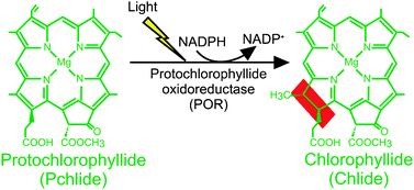 Excited state dynamics and catalytic mechanism of the light-driven ...