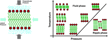 Lipid Membrane Phase Diagram Biology Diagram Of Lipids