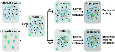 Immobilization of lipase B within micron-sized poly-N ...
