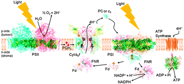 On rate limitations of electron transfer in the photosynthetic ...