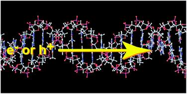 Hole and excess electron transfer dynamics in DNA - Physical Chemistry ...