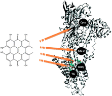 Identifying the sarco(endo)plasmic reticulum Ca2+ ATPase (SERCA) as a ...
