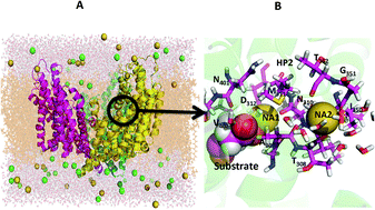 Role of protein matrix rigidity and local polarization effects in the ...