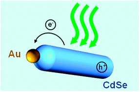 Ultrafast dynamics and single particle spectroscopy of Au–CdSe nanorods ...