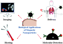 Biological applications of magnetic nanoparticles - Chemical Society ...