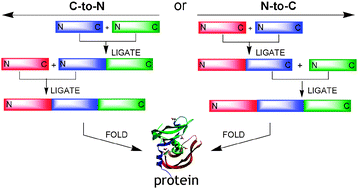 Sequential native peptide ligation strategies for total chemical ...