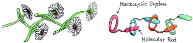 Molecular daisy chains - Chemical Society Reviews (RSC Publishing)