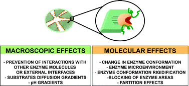 Modifying enzyme activity and selectivity by immobilization - Chemical ...