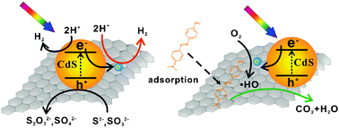 CdS–graphene and CdS–CNT nanocomposites as visible-light photocatalysts ...
