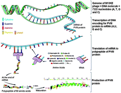 Biosynthesis of Co3O4 electrode materials by peptide and phage ...