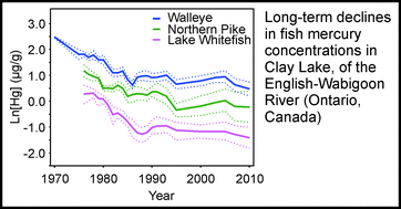 Long-term changes in fish mercury levels in the historically impacted ...