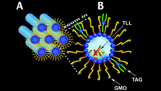 Lipid polymorphism in lyotropic liquid crystals for triggered release ...