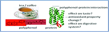 Recent developments on polyphenol–protein interactions: effects on tea ...