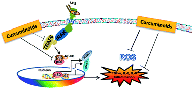 Standardized curcuminoid extract (Curcuma longa l.) decreases gene ...