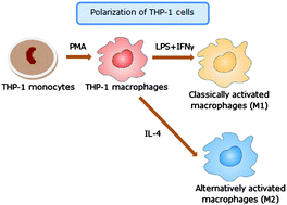 Characterization of polarized THP-1 macrophages and polarizing ability ...