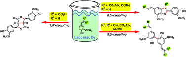 Laccase-catalyzed oxidative phenolic coupling of vanillidene ...