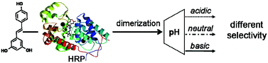 pH-switched HRP-catalyzed dimerization of resveratrol: a selective ...